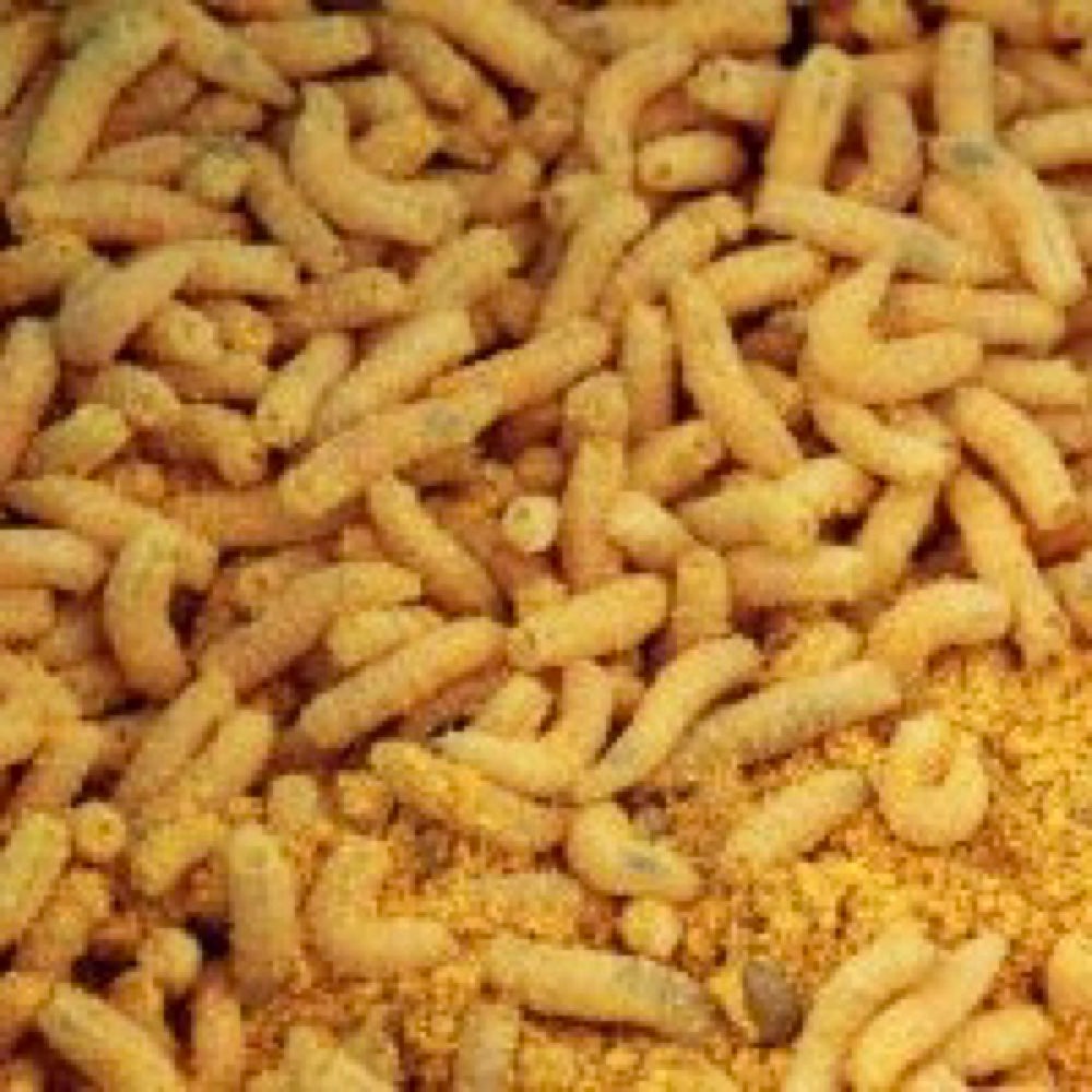 maggots in uk