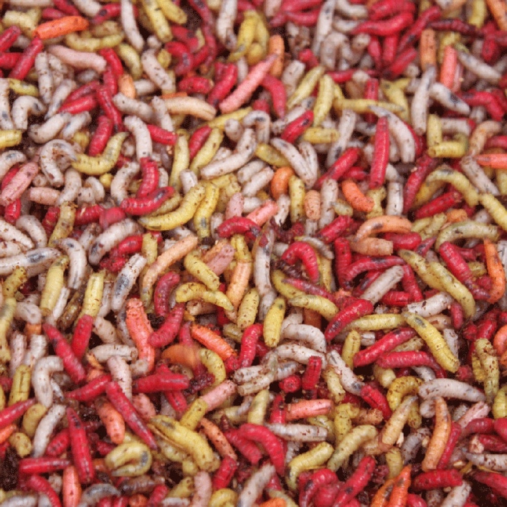 Mixed Maggots | SomersetAngling.co.uk